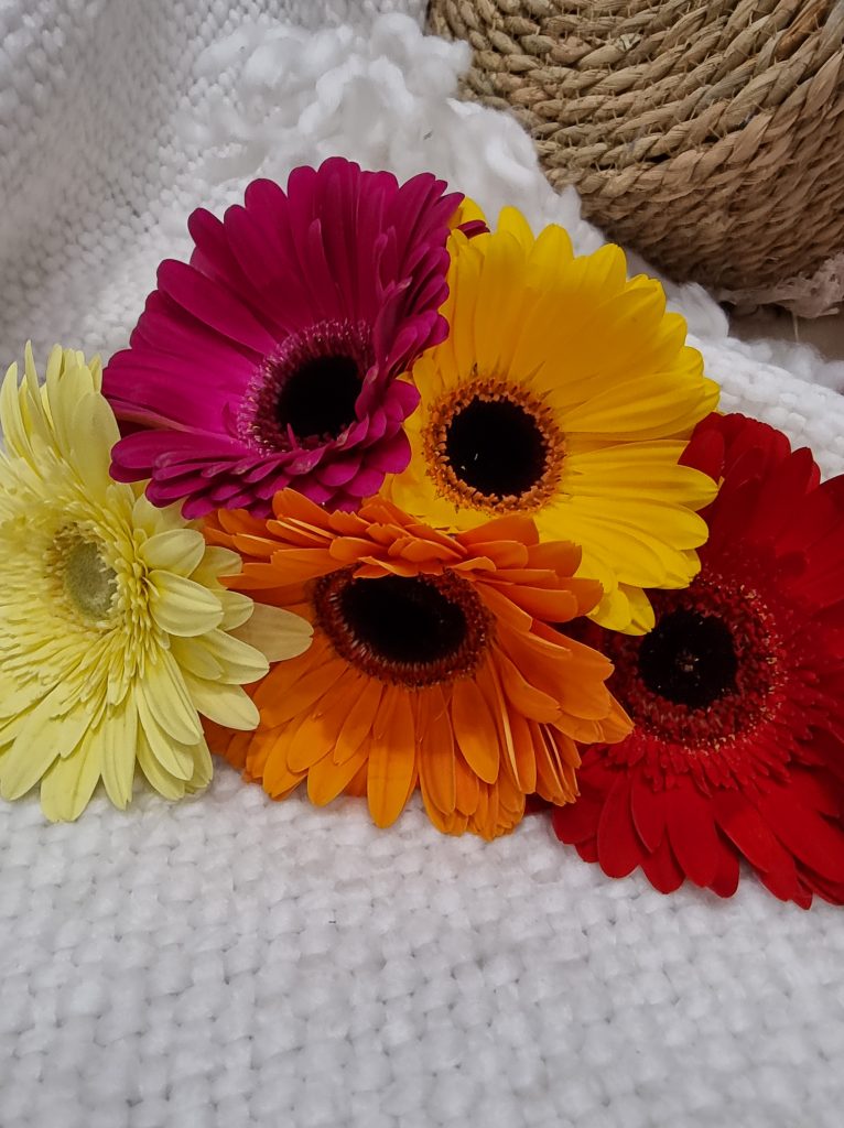 Locally Grown Fresh Vibrant Gerbera Wrap With Foliage. - Baldivis ...